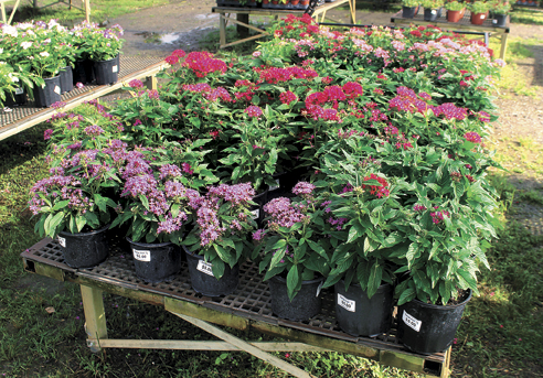 Springtime Farms combines plant nursery, petting zoo - Cape Coral Breeze